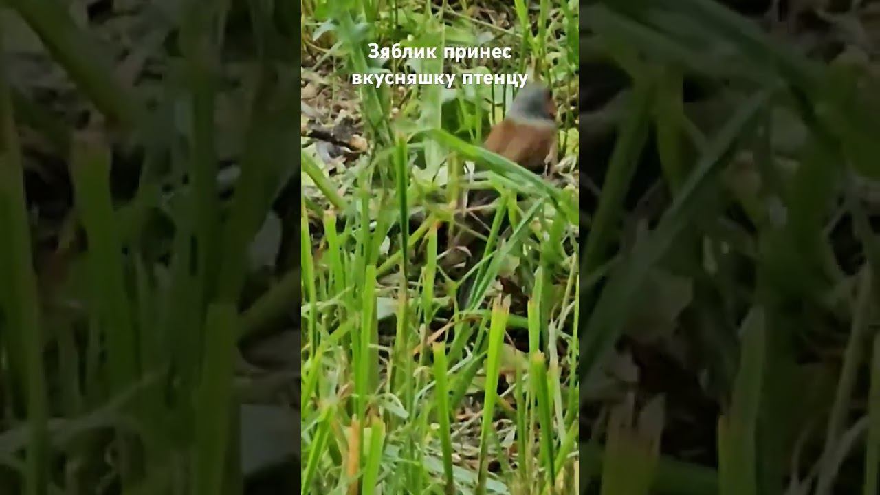 Зяблик принес вкусное птенцу #птицы #птица #зяблик