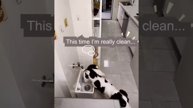 Очень хороший мальчик