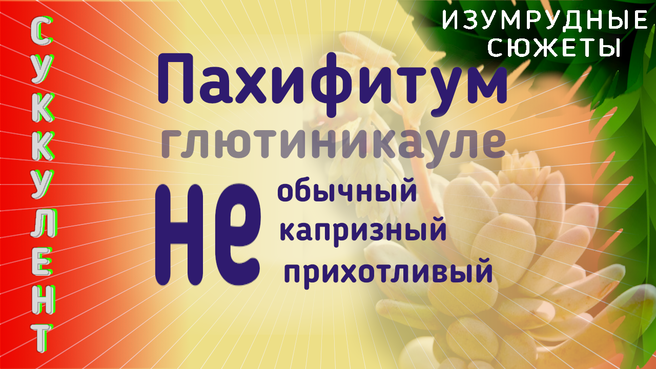 Пахифитум – Лучший Суккулент Для Начинающих. Садик Дохлых Суккулентов.