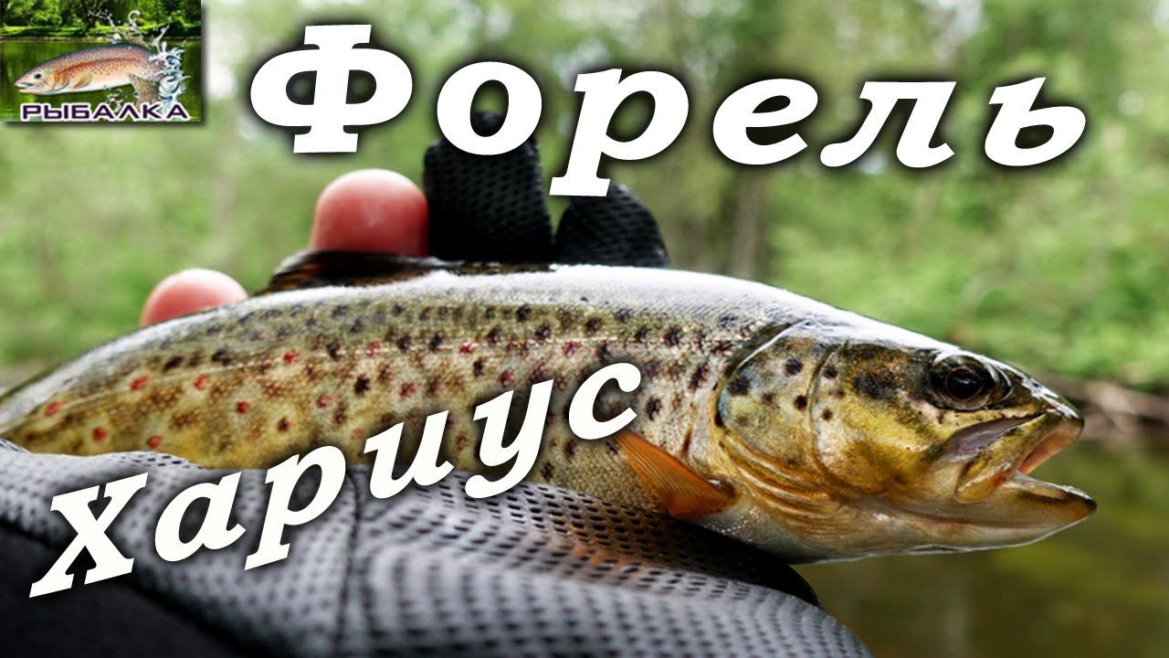 Форель. Хариус. Рыбалка в Ленинградской области. Июнь 2020.