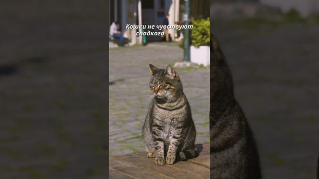 🐈🐈🐈