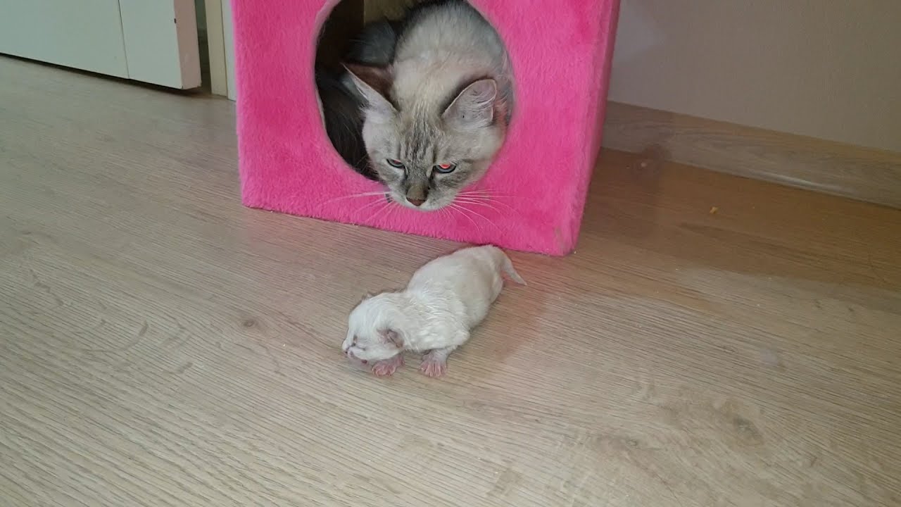Молодая мама не справилась?⚡️⚡️⚡️ Кошка и семеро котят