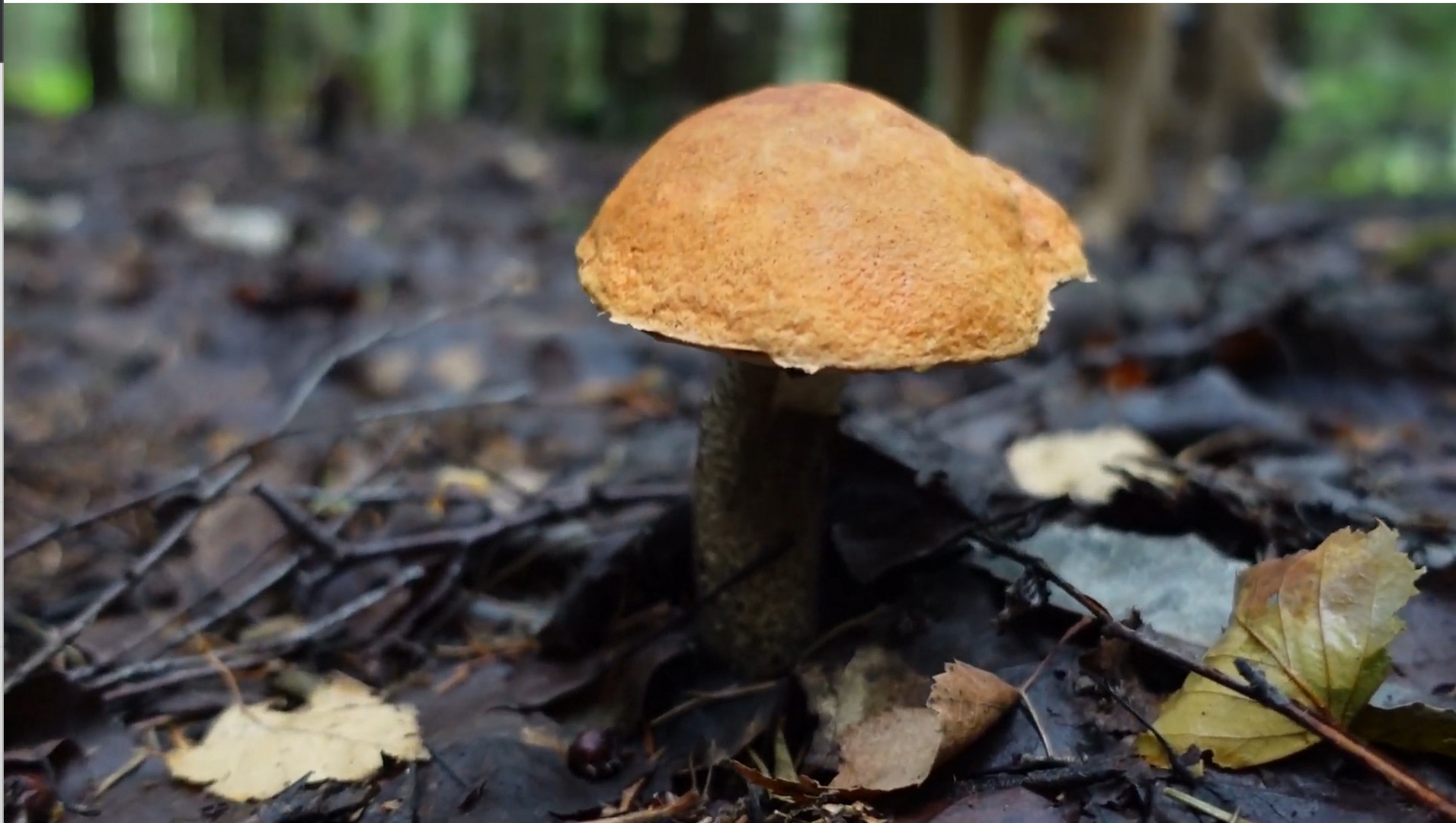 Грибная разведка 26 августа 2022 Всеволожский район