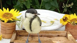 Дикие Птицы (03.08.2024 года)