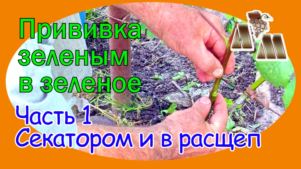 ?  Прививка винограда зеленым в зеленое. Часть 1 - Прививка прививочным секатором и в ращеп.