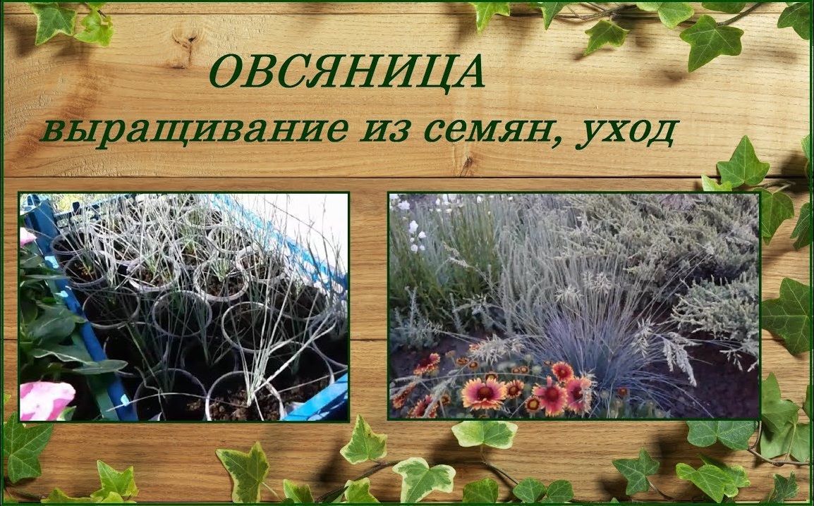 Овсяница сизая выращивание из семян, посадка, уход