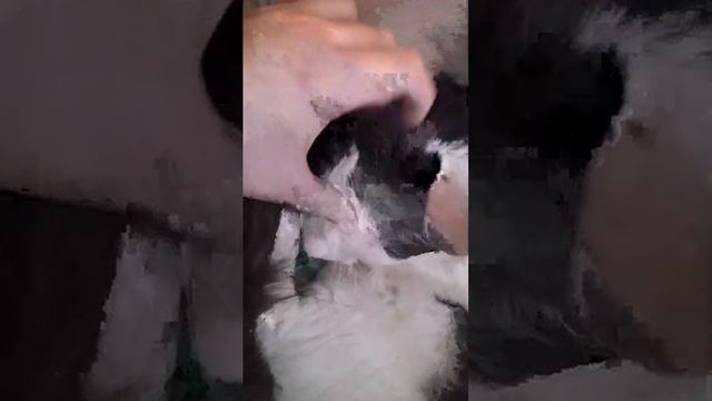 ЧИПИ ЧАЧА КУЛИ ДУЛИ ЛАВКА КВЛА