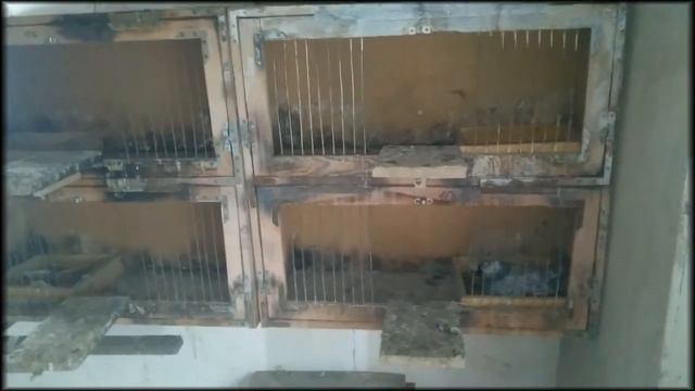 Голуби в Байгузино у Вазира Радиковича 22.05.2019.