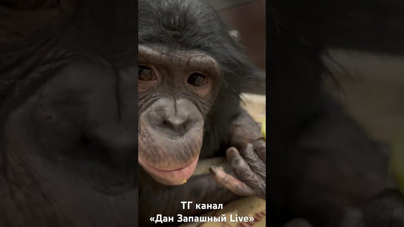 КАК ЕСТ ЭТА ОБЕЗЬЯНА МОЖНО СМОТРЕТЬ ВЕЧНО!