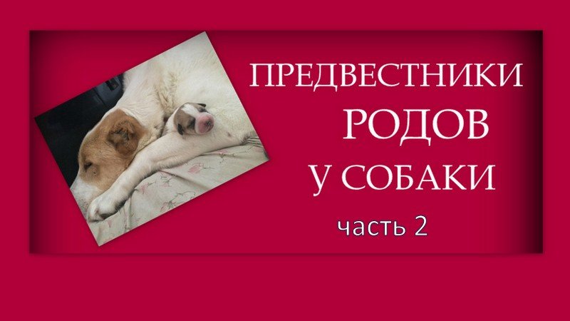 Предвестники родов у собаки часть 2.