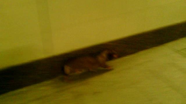 Маня возвращается с прогулки (2017.01.03_10:57:12.)