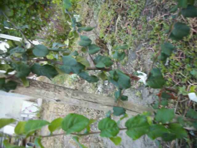 Результаты летней прививки