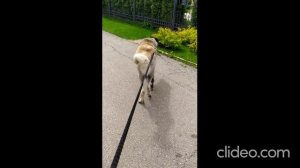 Kangal тестирует обновки #shorts