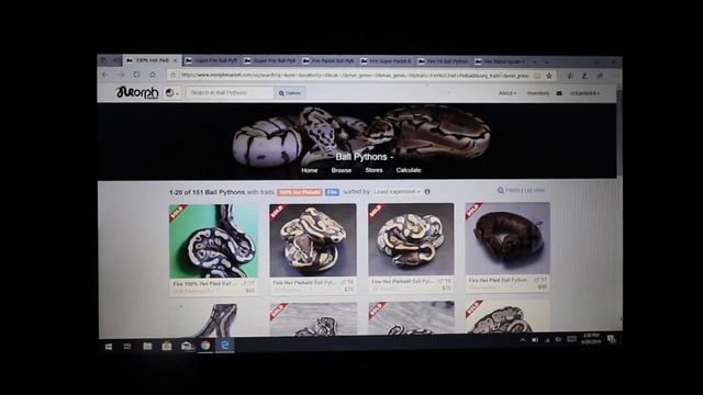 The ball python FIRE gene | – смотреть онлайн видео от Python: новое поколение программистов в ...