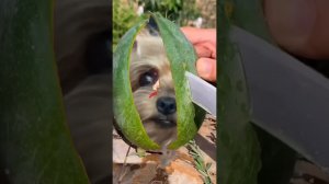 ЗЛОЙ ПЁС родился из МАНГО