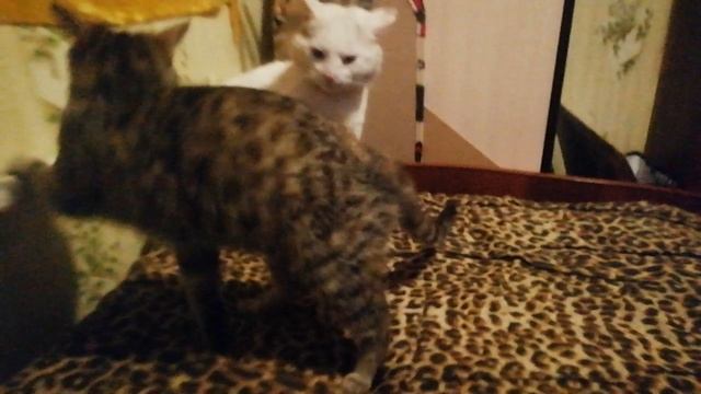 Белый кот похвалил кошку, потом он снова изнасиловал её :)