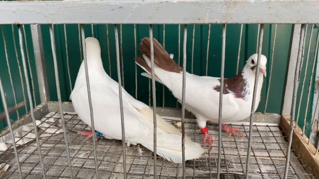 Бакинские голуби