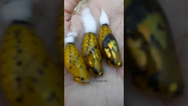Интересные факты о бабочках