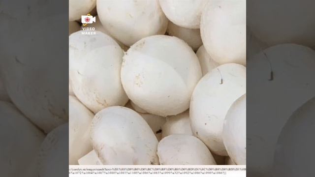 Грибы шампиньоны 587535