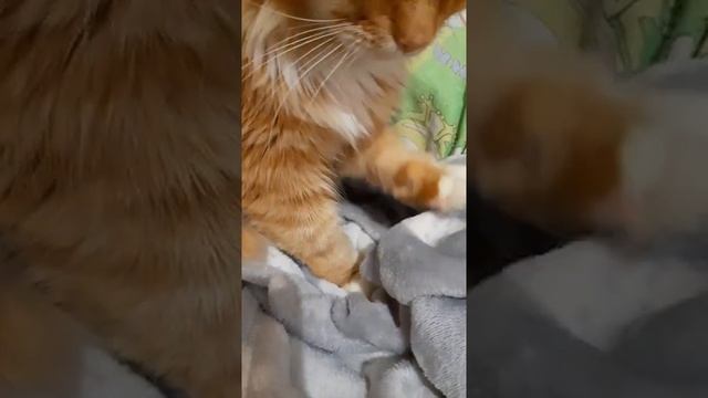 Кот готовит себе место для  сна. Кот урчит.