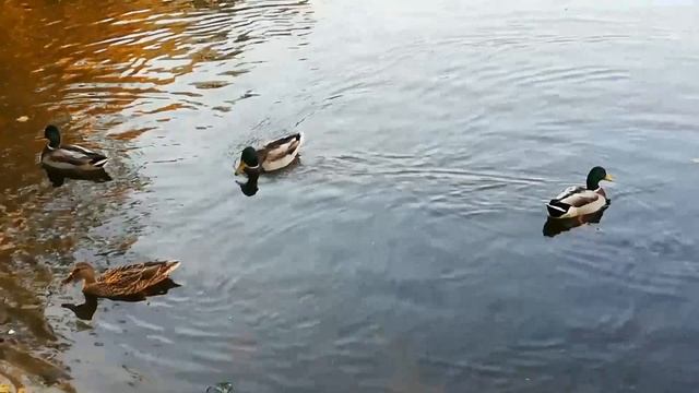 День со мной за 13 минут