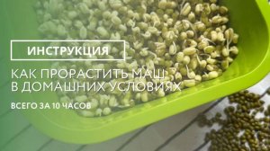 Самый простой способ прорастить маш в домашних условиях всего за сутки