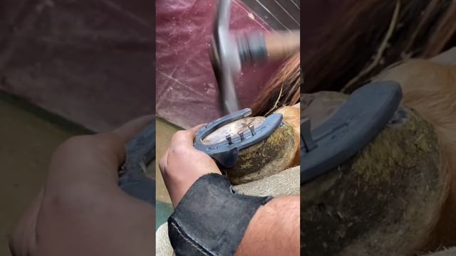 #лошади #ковка копыт подковали лошадку