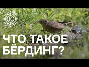 Что такое бёрдинг?