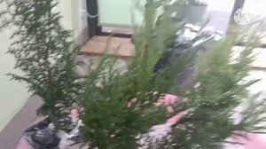 Хвойные новики. Посылка из опт хоз.