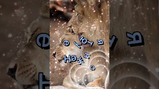 Любовь львов