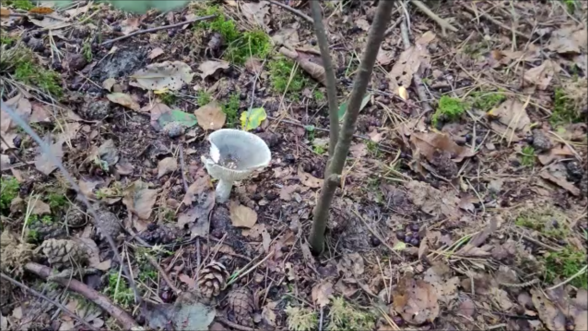 в лесу после шторма