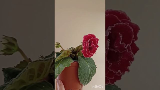 Мои глоксинии#цветы