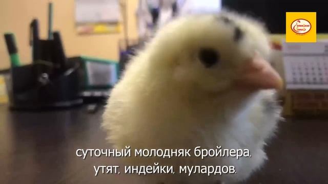 Суточные цыплята с доставкой от Алейниковского инкубатора.mp4