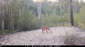Запись фотоловушки, рысь играет