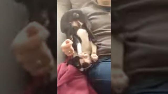 boston terrier - Crazy dog -BERNARD GRANDEE LAKSHERI REGAN`RA