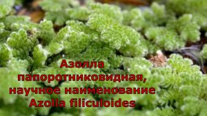 Азолла папоротниковидная, научное наименование Azolla filiculoides