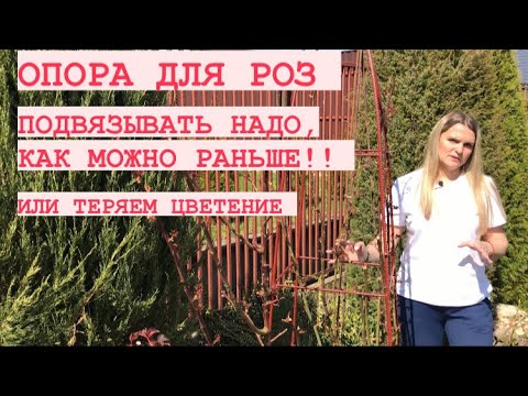 ОПОРА И ПОДВЯЗКА АНГЛИЙСКОЙ РОЗЫ ДЖЕФ ГАМИЛЬТОН ?.mp4
