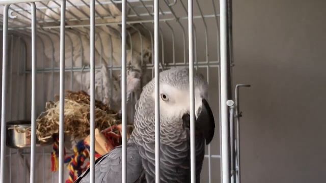 Общение попугая Жако с хозяйкой