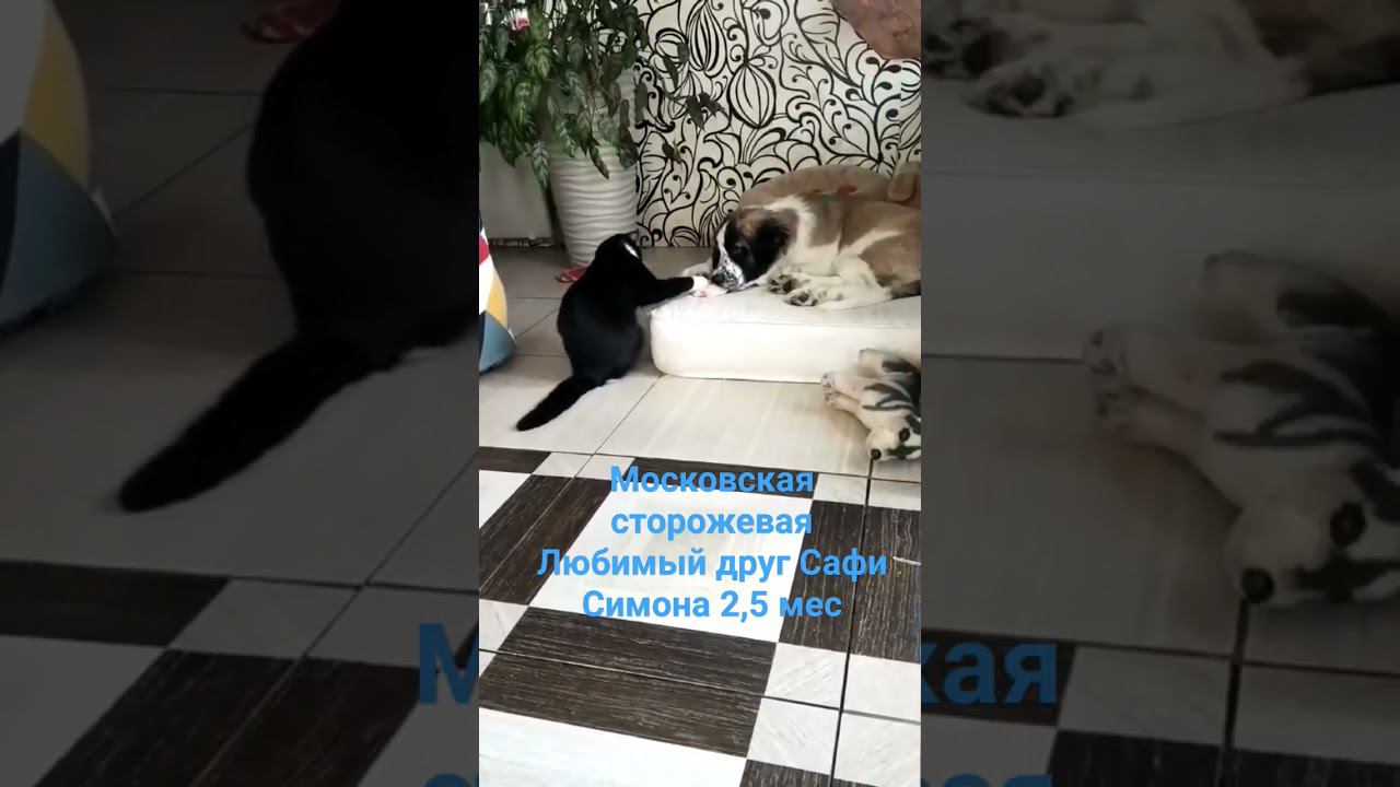 Как кошка с собакой!