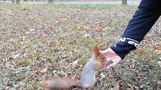 Ессентуки. Белки.