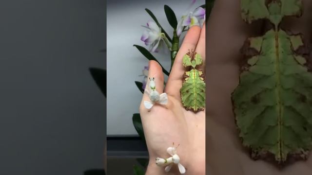 Cleaver bugs