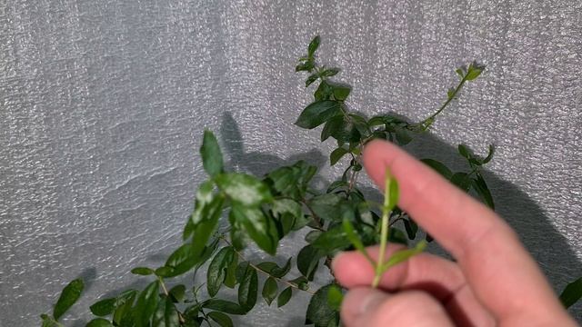 Зеленый крупнолист. 7 (обрезка)