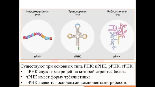 2. Молекулярные основы наследственности