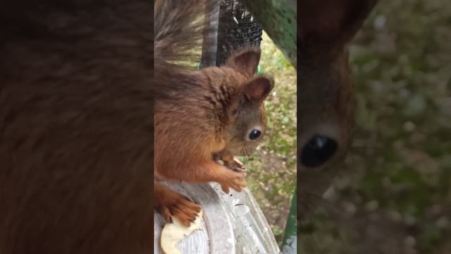 Гости на моем окне #белка#дятел