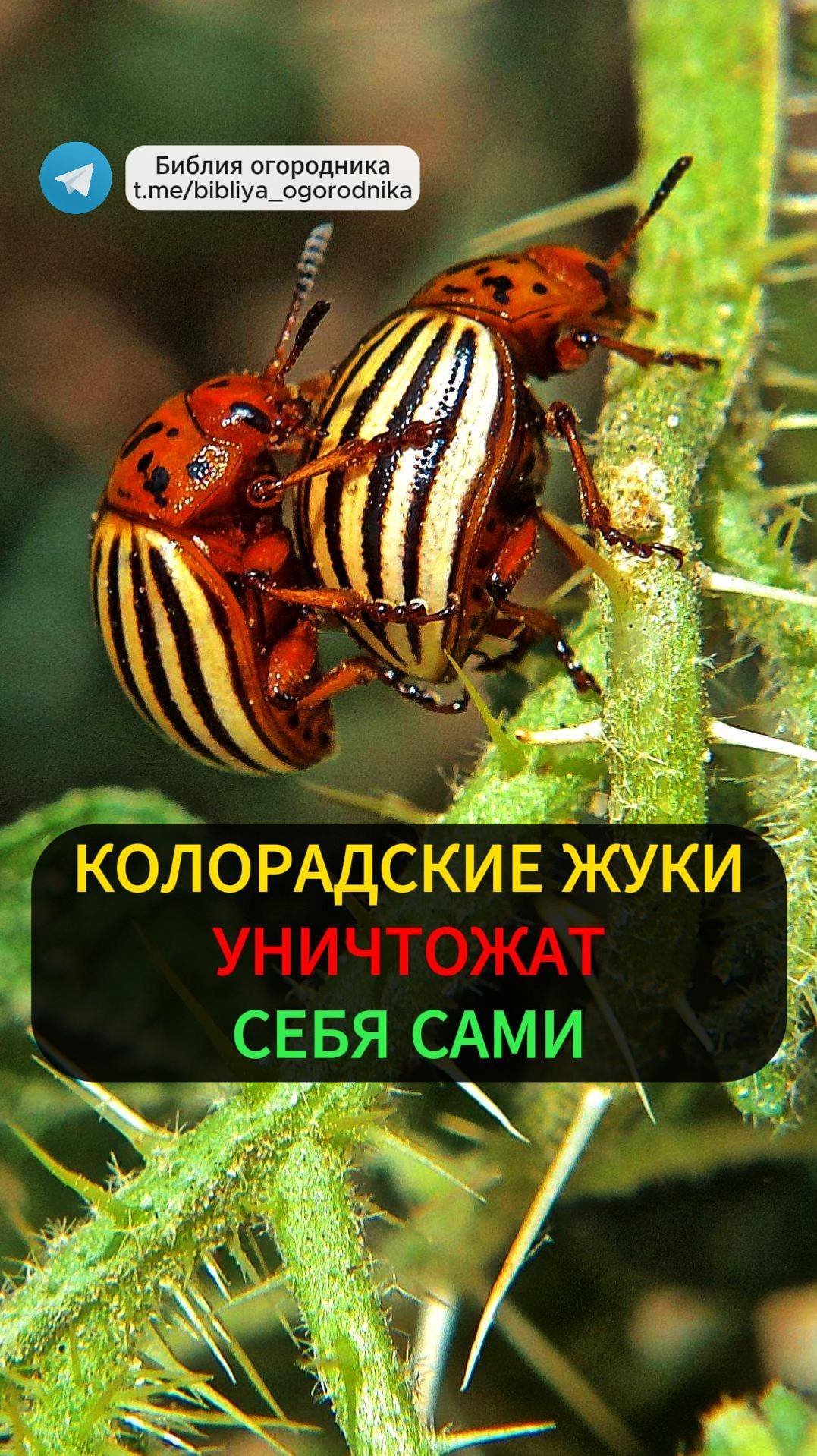 Нашу деревню колорадские жуки обходят стороной, всё потому.. #колорадскийжук #дача #огород #картошка