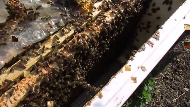 весенние работы с пчелами - при расширении семей пчел использую не сушь, а вощину - часть 1