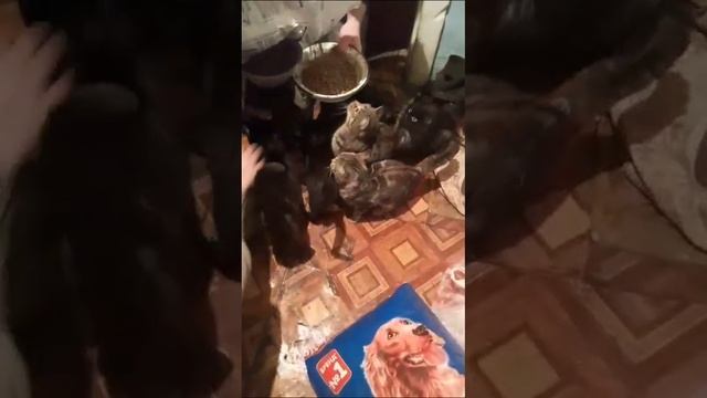 Кошки в адском доме.