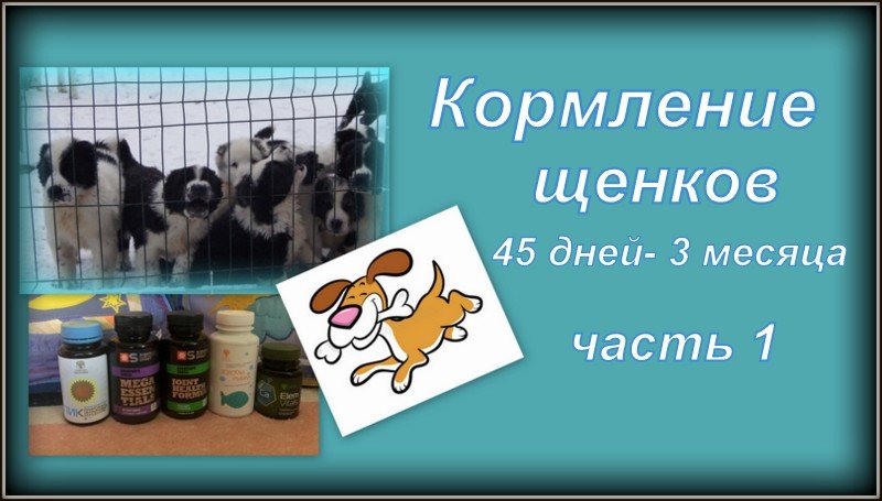 Кормление  щенков  возрасте 45 дней