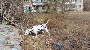 Будет ли конец у этой истории?Третий раз приехали бывшие хозяева😱Расставлены ли точки над i ?