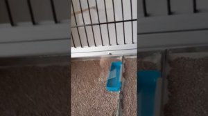 Вольер для канареек. Новоселье..mp4